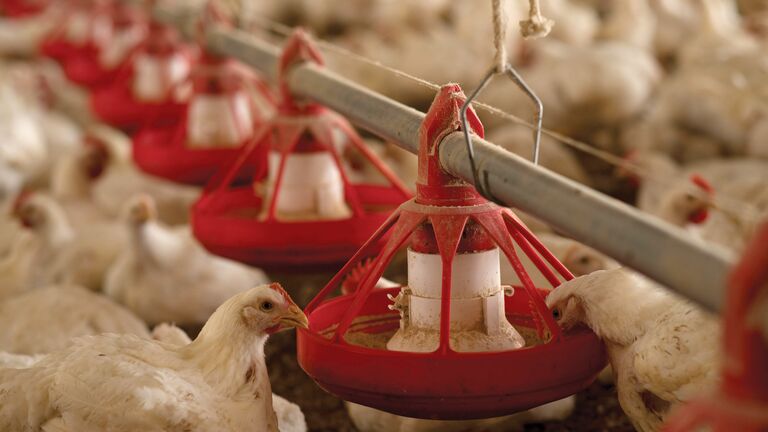 Conduct Maintenance to Prepare Poultry Houses For Warming Weather